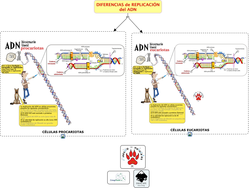 Tema 14.4 Diferencias en la duplicación del ADN en eucariotas y procariotas